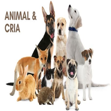 Els animals i es seves criés | PDF