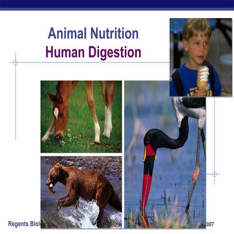 Animal digestion(final earthscience).ppt