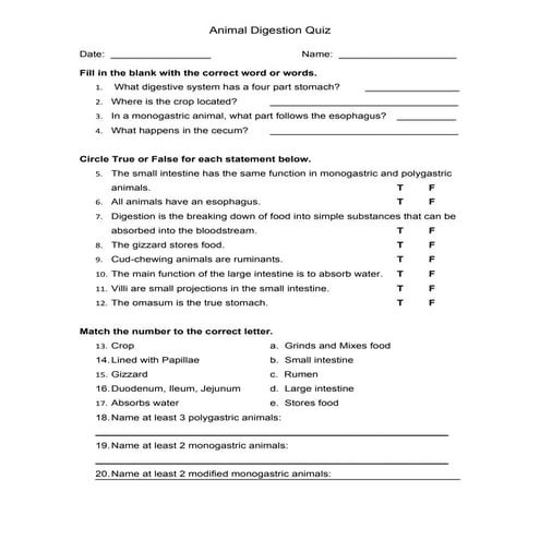 Animal Digestion Quiz | DOC