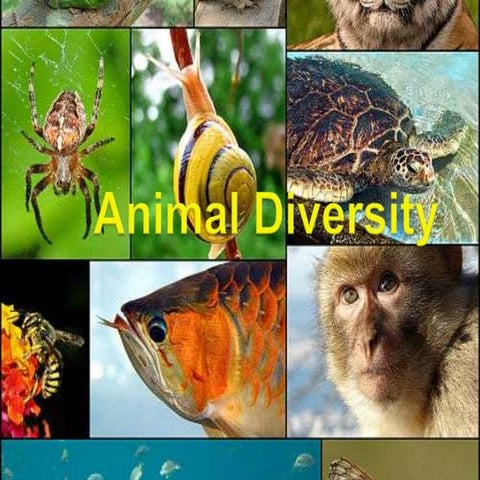 Animal diversity | PPTX