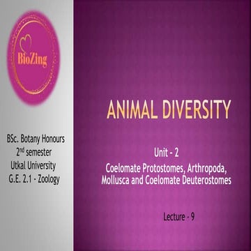 ANIMAL DIVERSITY 2.pptxvcxdfghjklkjhcvnmmm | PPTX