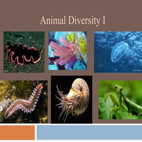Animal Diversity and Evolution | PPT