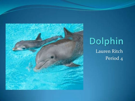 Dolphin presentation | PPT