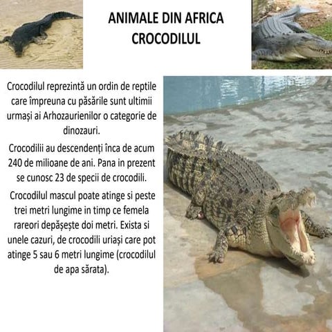 ANIMALE DIN AFRICA.pptx