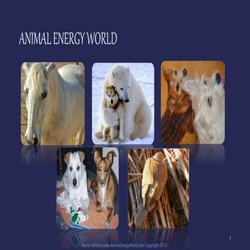 Animal Energy World Courses | PPT