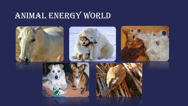 How do plants and animals get energy