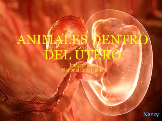 Animales Dentro Del Utero | PPT