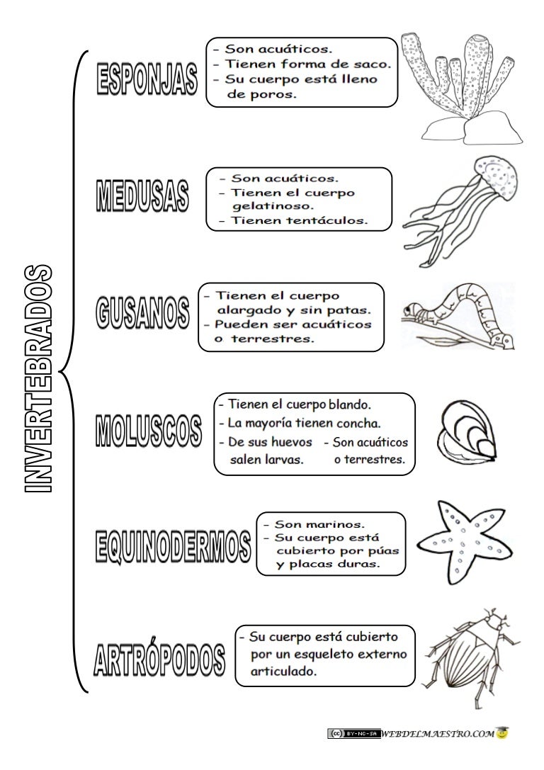 Animales invertebrados-clasificación-2