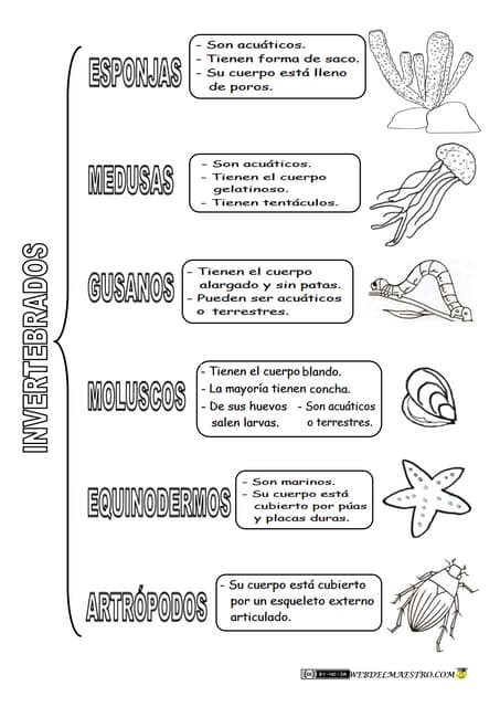 Animales invertebrados | PDF | Reptiles | Pets