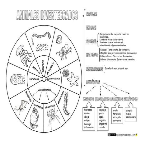 Animales invertebrados-clasificación-4 | PPT