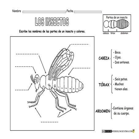 Animales-invertebrados-partes-de-un-insecto.pdf