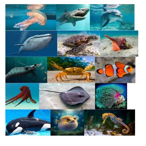 ANIMALES ACUATICOS.docx | Large Animals | Pets