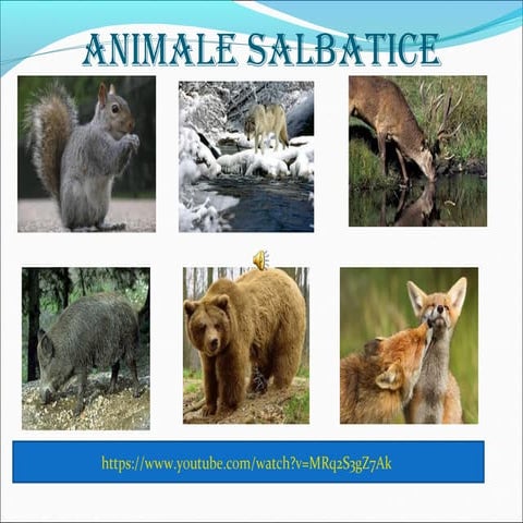 Animale salbatice | PPT