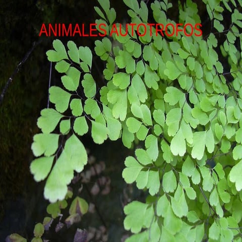 Animales autotrofos | ODP