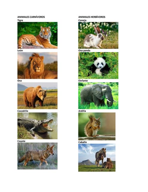 Combinaciones de animalitos | DOCX | Reptiles | Pets