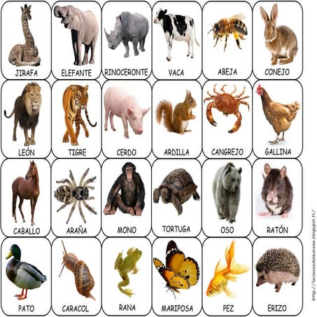 Animales castellano variados com imagempdf | PPT