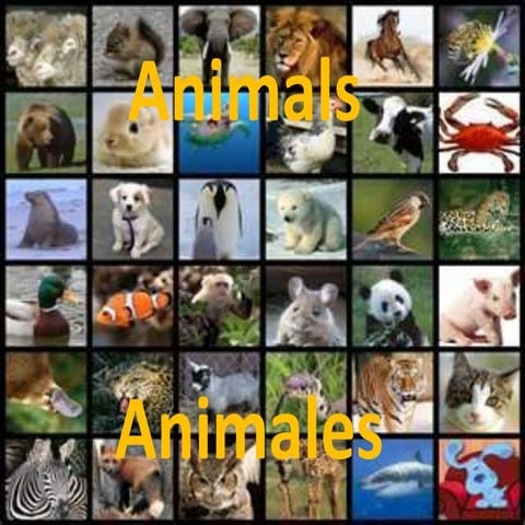 Wild animals with names and pictures | PDF