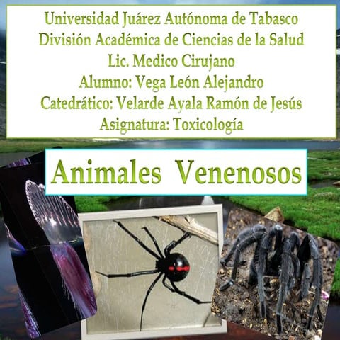 informe-de-accidentes-causados-por-animales-venenosos-ponzonosos-parte ...