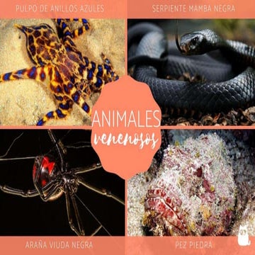 Animales venenosos.pptx