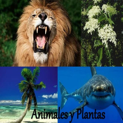 Presentación Animales y Plantas | PPTX