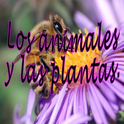 Animales y plantas | PPT