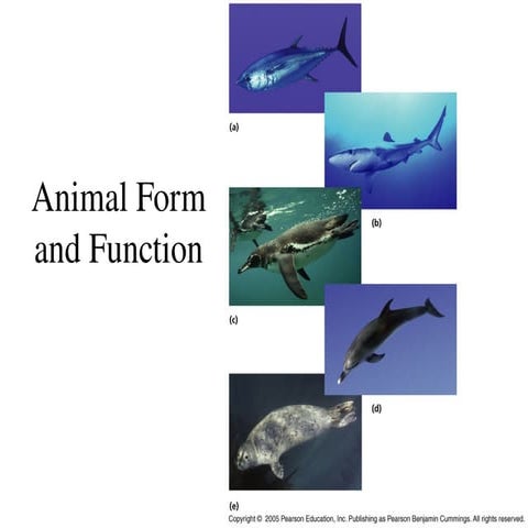 Animal_Form_and_Function .ppt
