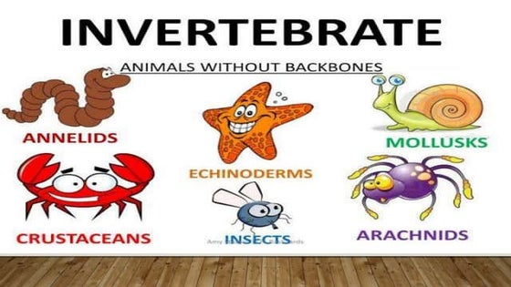 grade 10 Transport System in mammals.pptx
