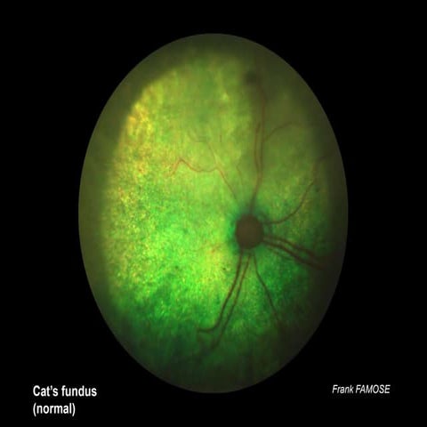 Animal fundus | PPT