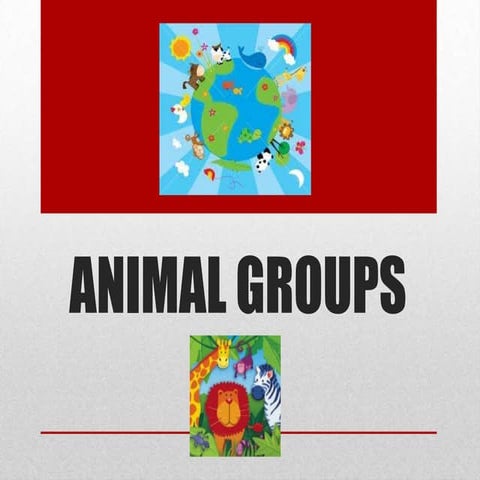 Animal groups | PPTX