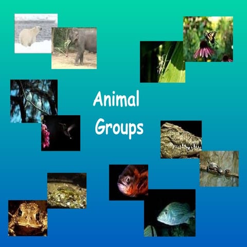 Animal Groups PPT | PPT