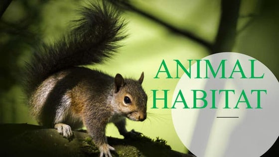 Animals & their habitat | PPT