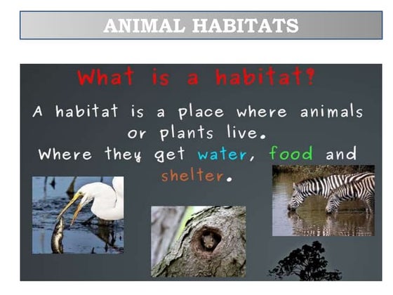 Describing animals | PPSX