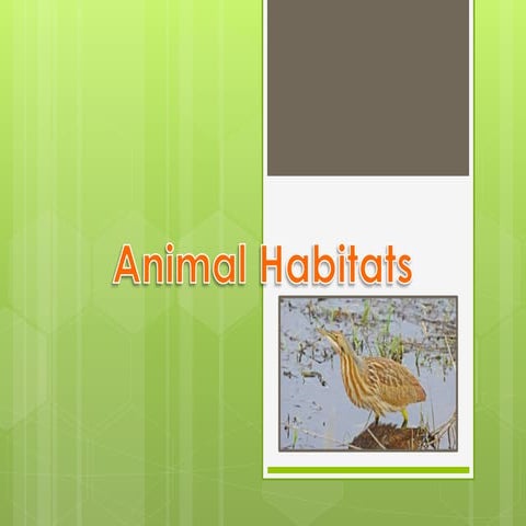 Animal habitats | PPTX