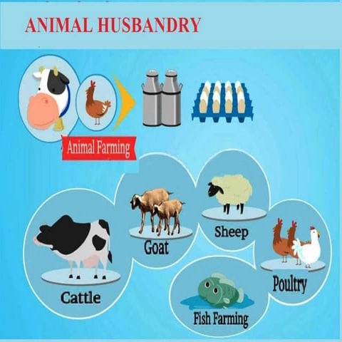 Animal_Husbandary.pptx