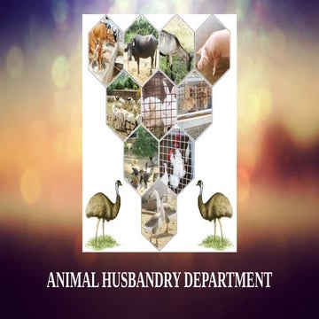 Animal husbandry department | PDF