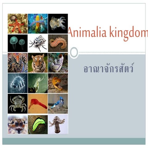 Animalia kingdom | PPT