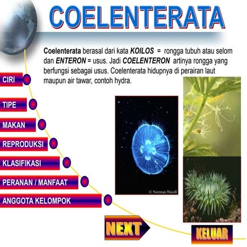 coelenterata dan filum porifera | PPSX
