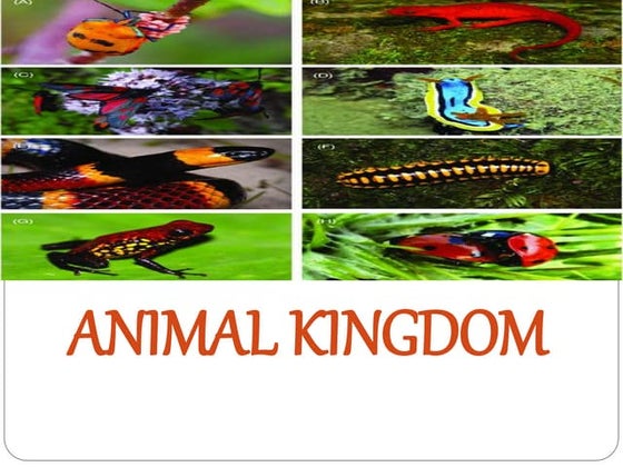 BIOLOGY ANIMAL KINGDOM CLASS. 11 NCERT.. | PPTX