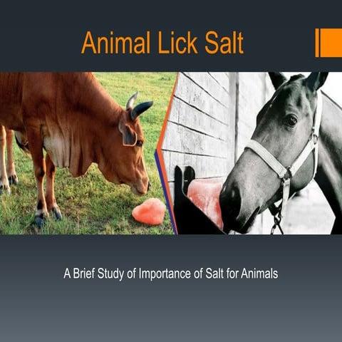 Animal Lick Salt.pptx