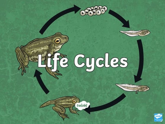 Life cycle of a butterfly | PPTX | Biological Sciences | Science