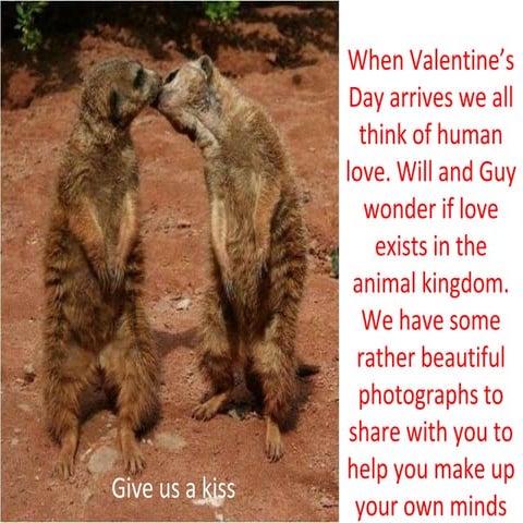 Animal love | PPS
