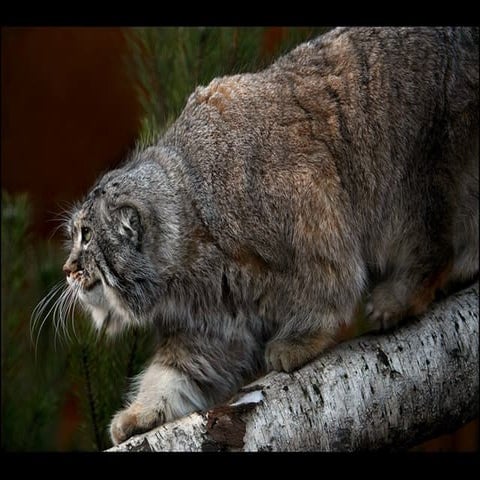 Animallove Misti | PPS