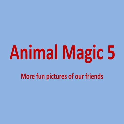 Animal Magic 5 | PPTX