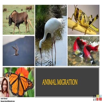 List Of Animals That Migrate