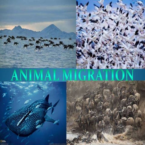 Animal migration presentation | PPTX