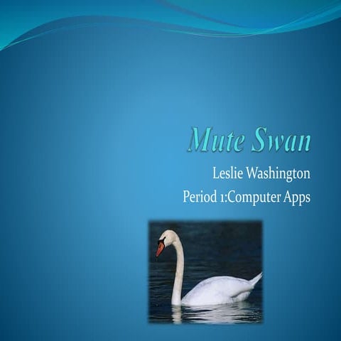 Animal (mute swan) | PPT