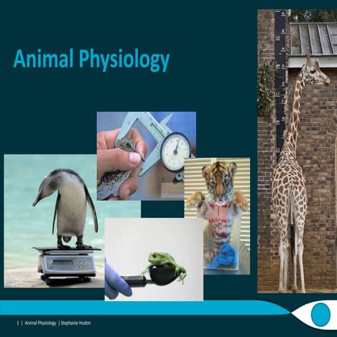 Animal Physiology Intro | PPTX