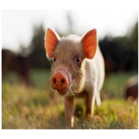 Animal pictures | PPT