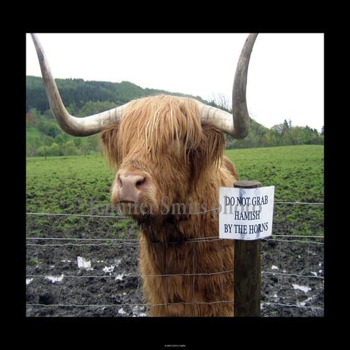 Animal portfolio photos | PDF