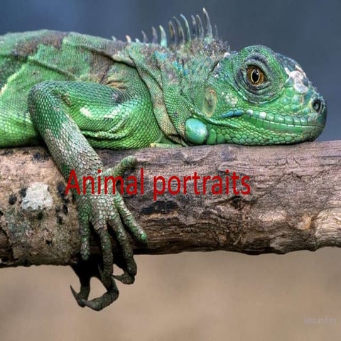 Animal portraits | PPSX